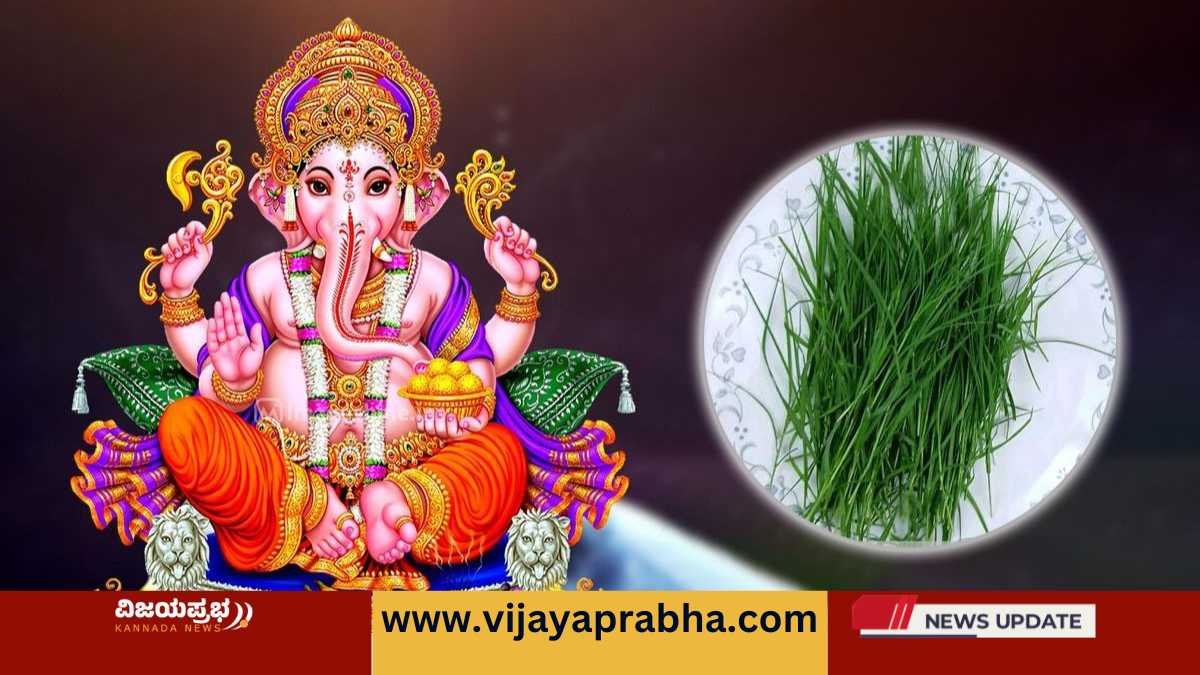 ಗಣಪತಿಗೆ ಗರಿಕೆ ಯಾಕೆ ಇಷ್ಟ? ಗಣೇಶನಿಗೆ ಗರಿಕೆ ಹುಲ್ಲು ಯಾಕೆ ಅರ್ಪಿಸುತ್ತಾರೆ ...